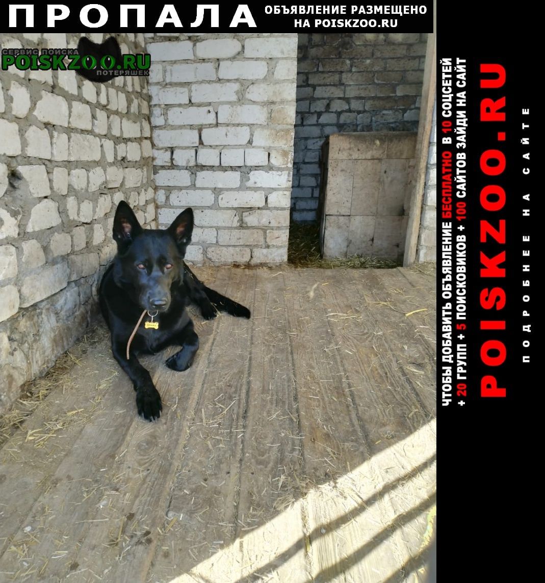 ПРОПАЛА СОБАКА МУРОМ | ВКонтакте