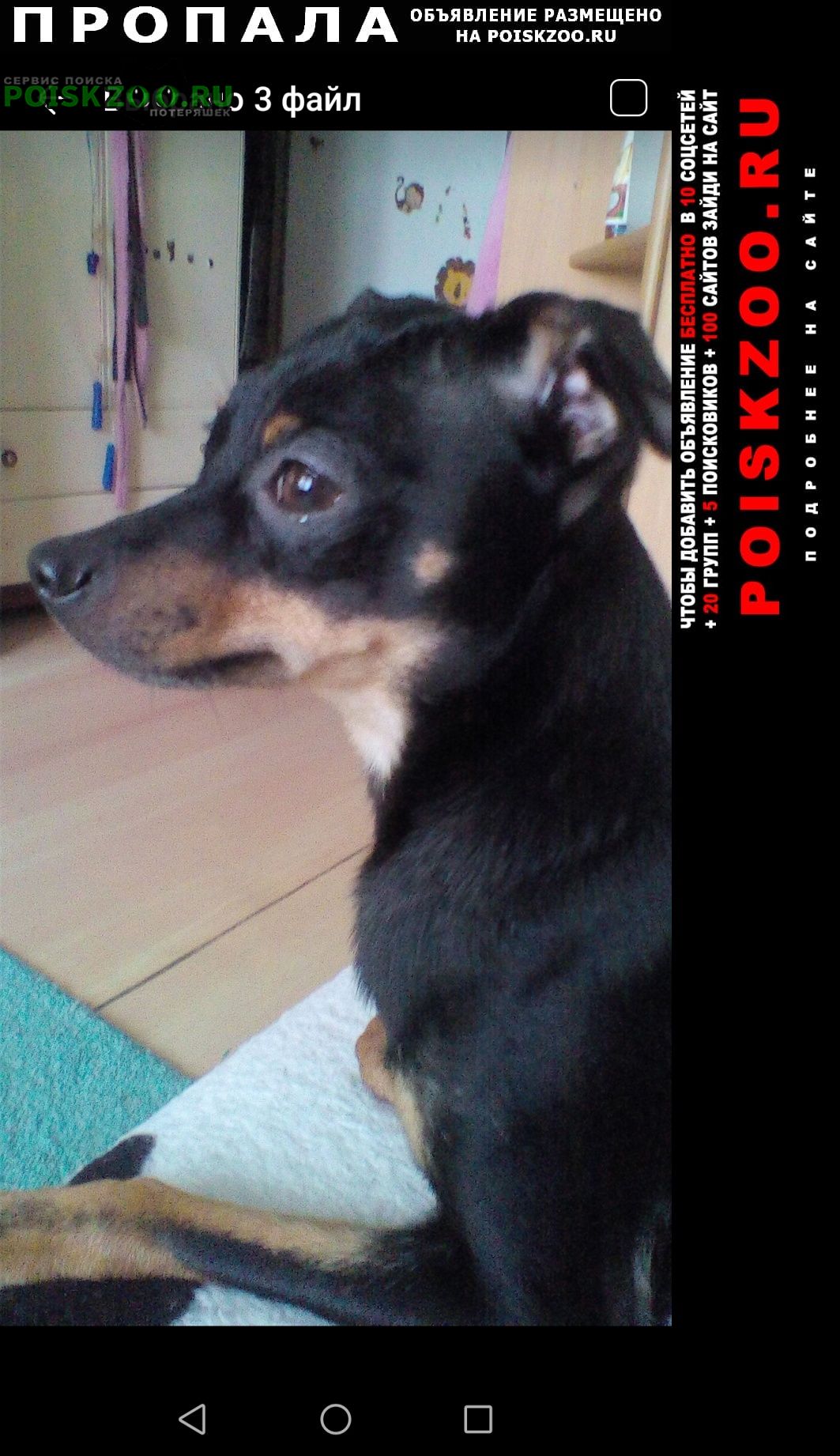 ПРОПАЛА СОБАКА МУРОМ | ВКонтакте