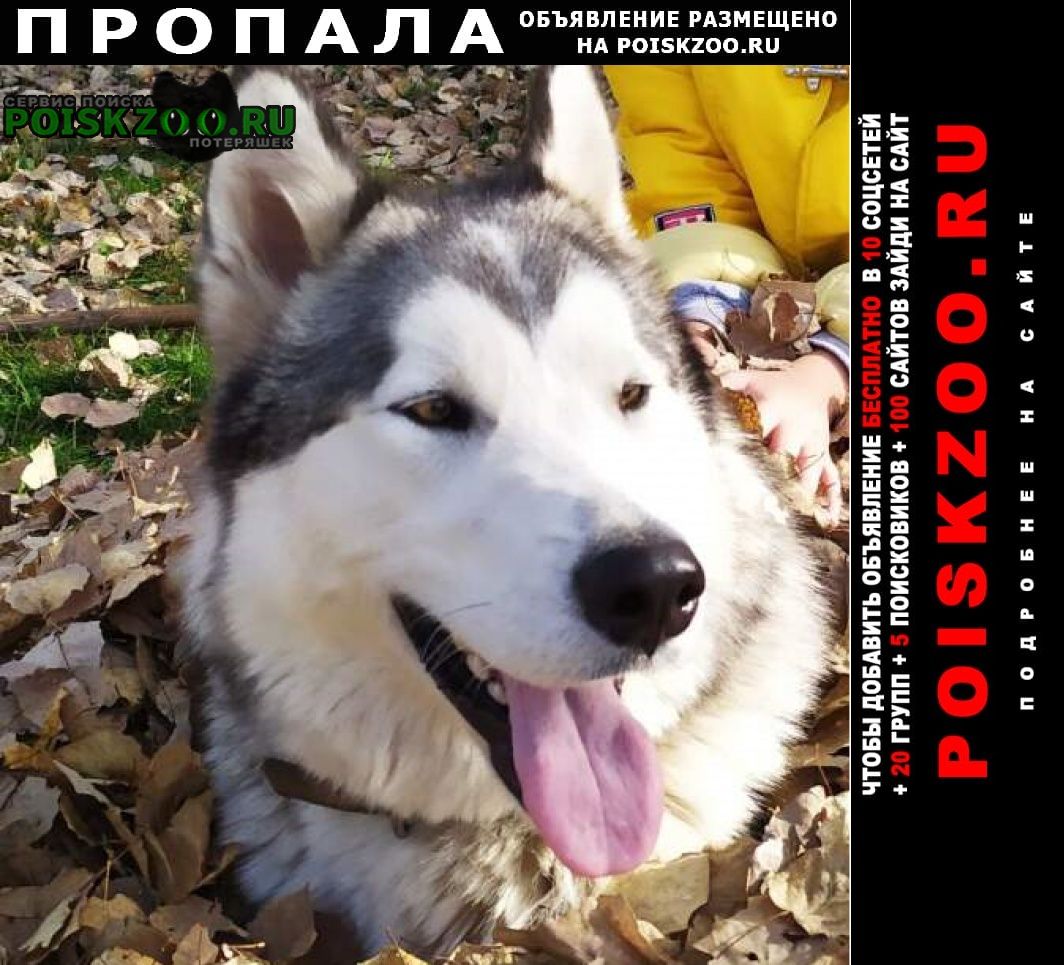 ПРОПАЛА СОБАКА МУРОМ | "ДОБАВИТЬ ОБЪЯВЛЕНИЕ БЕСПЛАТНО: (в 10 соцсетей + 20 ГРУПП + 5 поисковиков ...