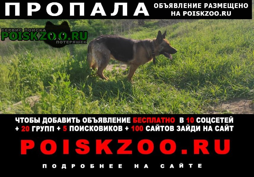ПРОПАЛА СОБАКА ТАГАНРОГ | ВКонтакте