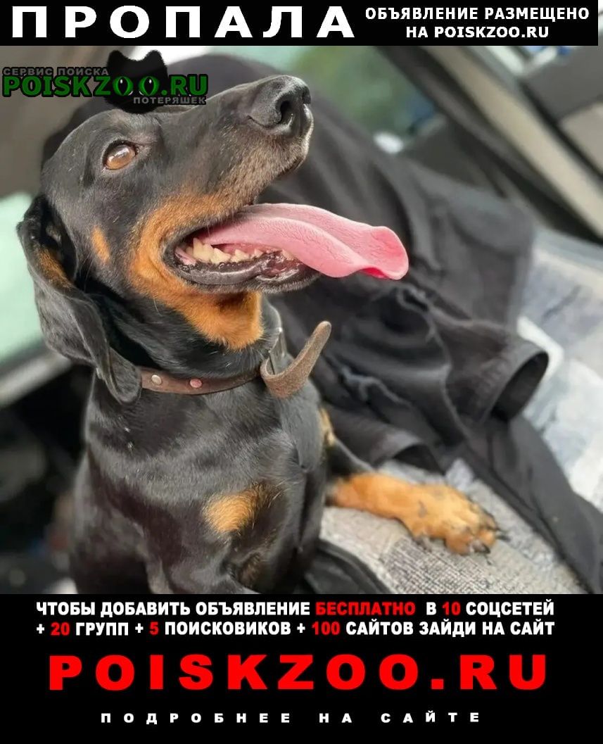 ПРОПАЛА СОБАКА АЧИНСК | "ДОБАВИТЬ ОБЪЯВЛЕНИЕ БЕСПЛАТНО: (в 10 соцсетей + 20 ГРУПП + 5 ...