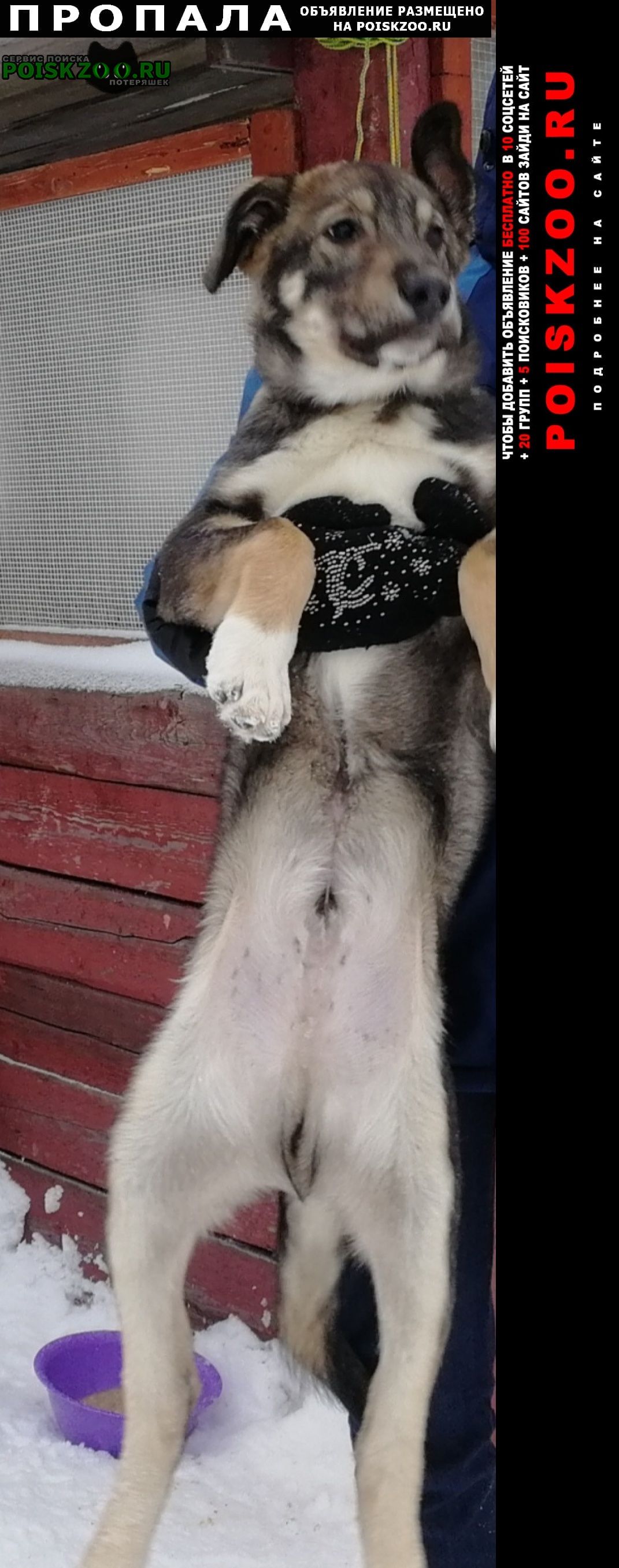 ПРОПАЛА СОБАКА АРХАНГЕЛЬСК | "ДОБАВИТЬ ОБЪЯВЛЕНИЕ БЕСПЛАТНО: (в 10 соцсетей + 20 ГРУПП + 5 ...