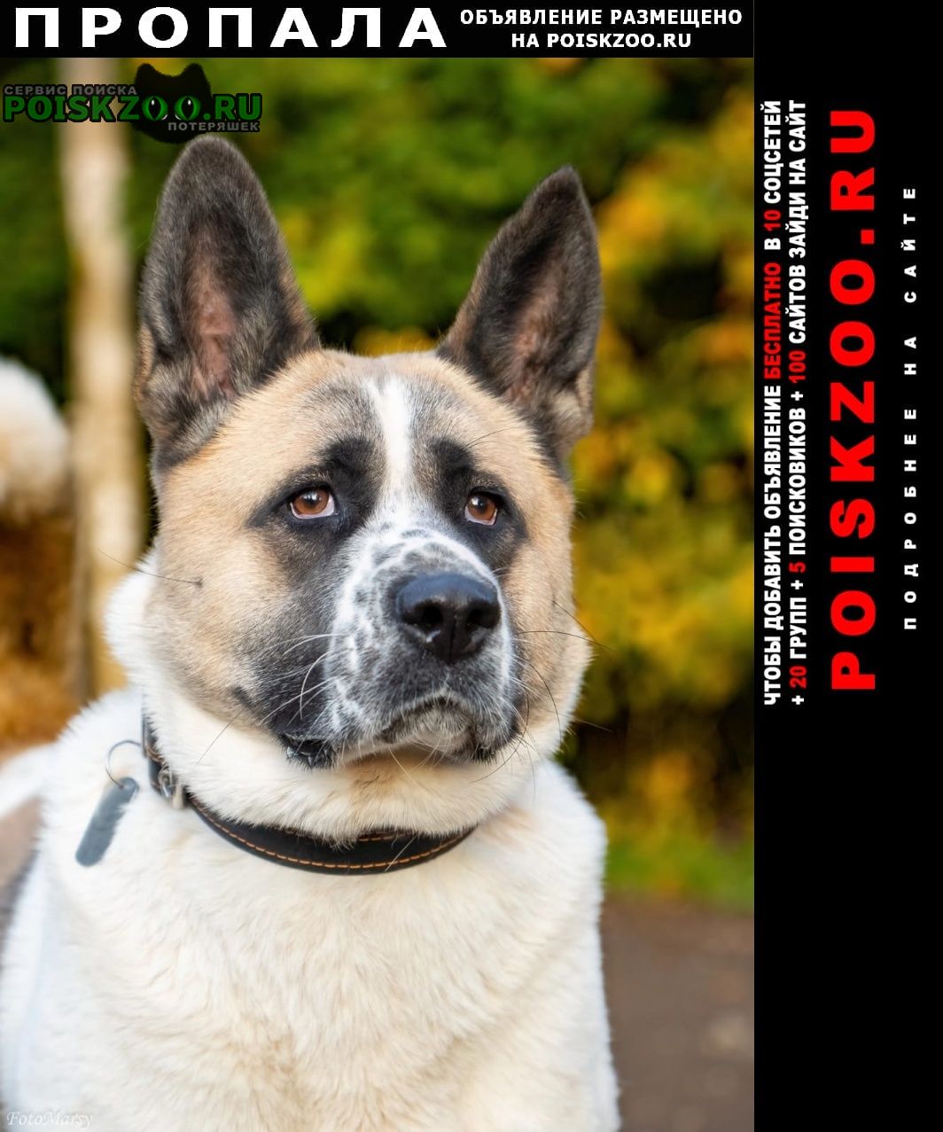 ПРОПАЛА СОБАКА ПСКОВ 2024 | ВКонтакте