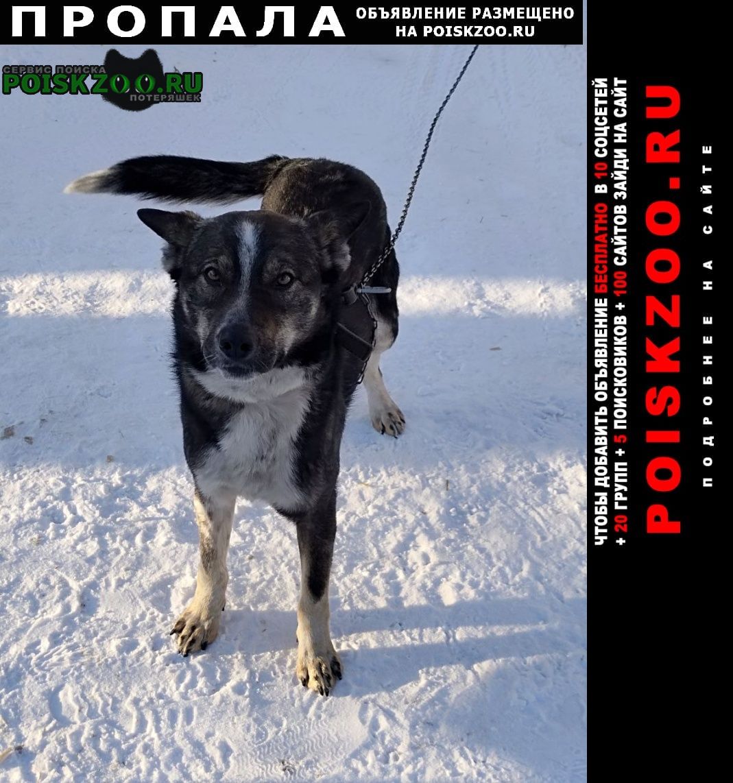 ПРОПАЛА СОБАКА ИРКУТСК | "ДОБАВИТЬ ОБЪЯВЛЕНИЕ БЕСПЛАТНО: (в 10 соцсетей + 20 ГРУПП + 5 ...