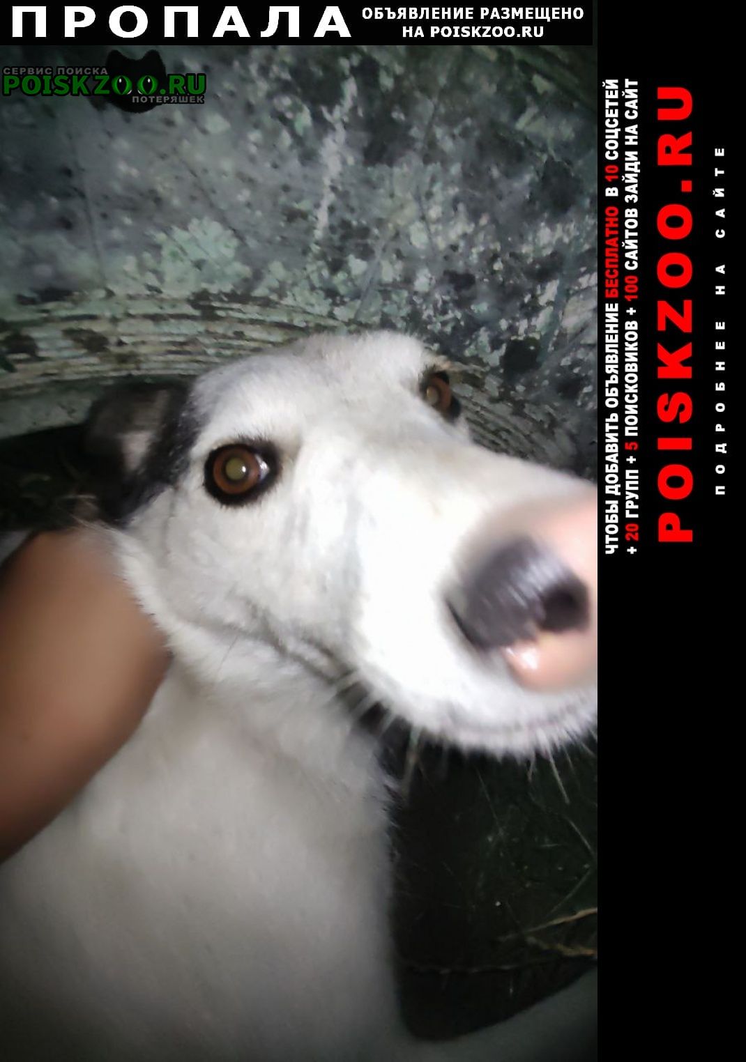 ПРОПАЛА СОБАКА ОРЁЛ | "ДОБАВИТЬ ОБЪЯВЛЕНИЕ БЕСПЛАТНО: (в 10 соцсетей + 20 ГРУПП + 5 поисковиков ...