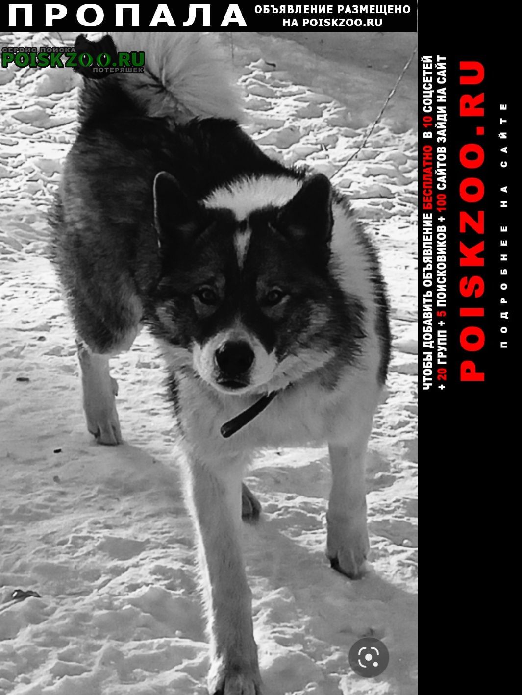 ПРОПАЛА СОБАКА КОБЕЛЬ ХАБАРОВСК - PREMIUM-Объявление ⭐ Контакты по ссылке: https://poiskzoo.ru ...